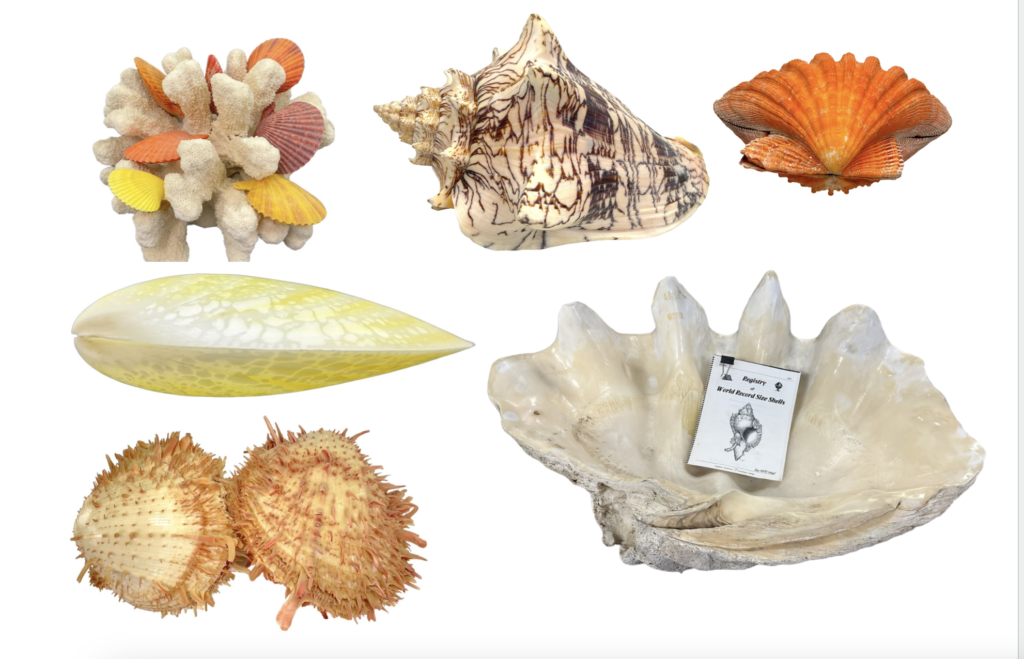Extraordinary Collection of Seashells. Please take a moment to watch ...